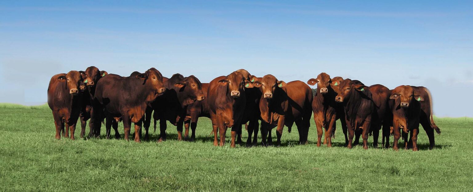 Soil Nutrition and Livestock Supplements | AgSolutions Australia