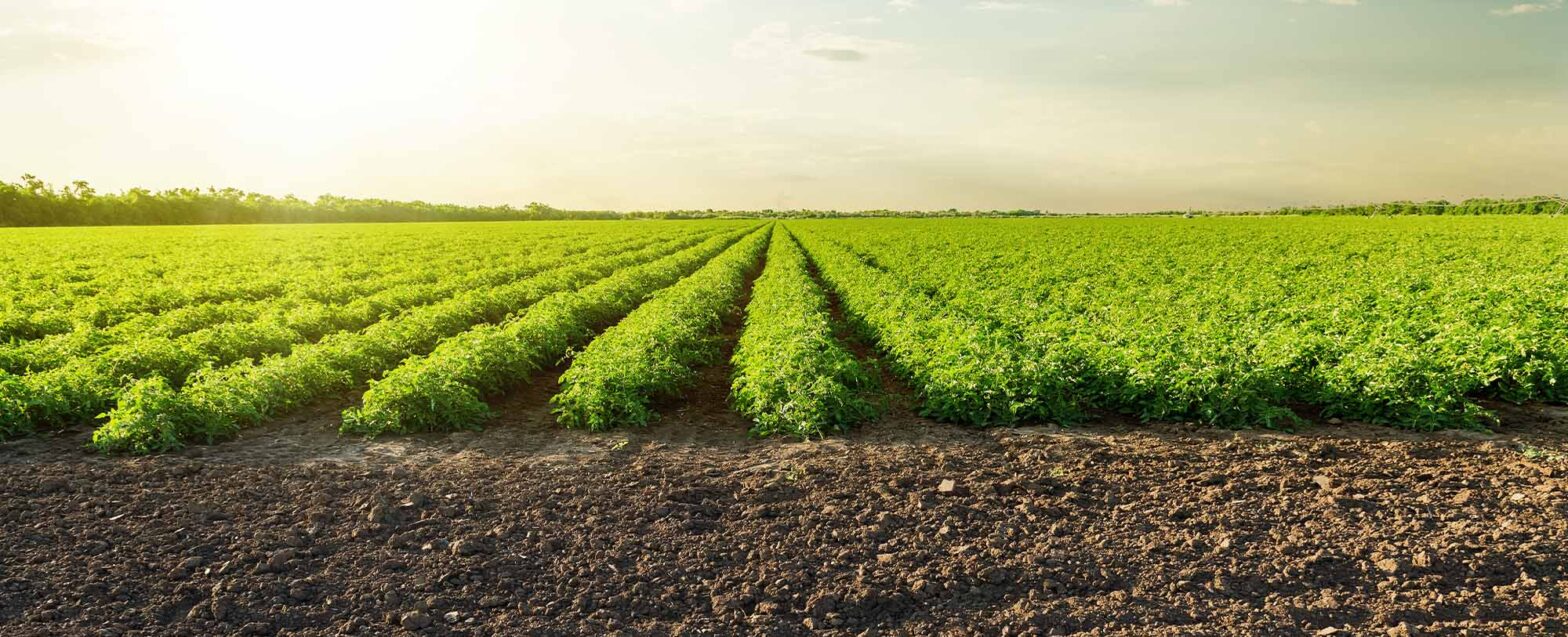 Soil Nutrition and Livestock Supplements | AgSolutions Australia