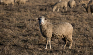 Basic Ruminant Anatomy - AgSolutions