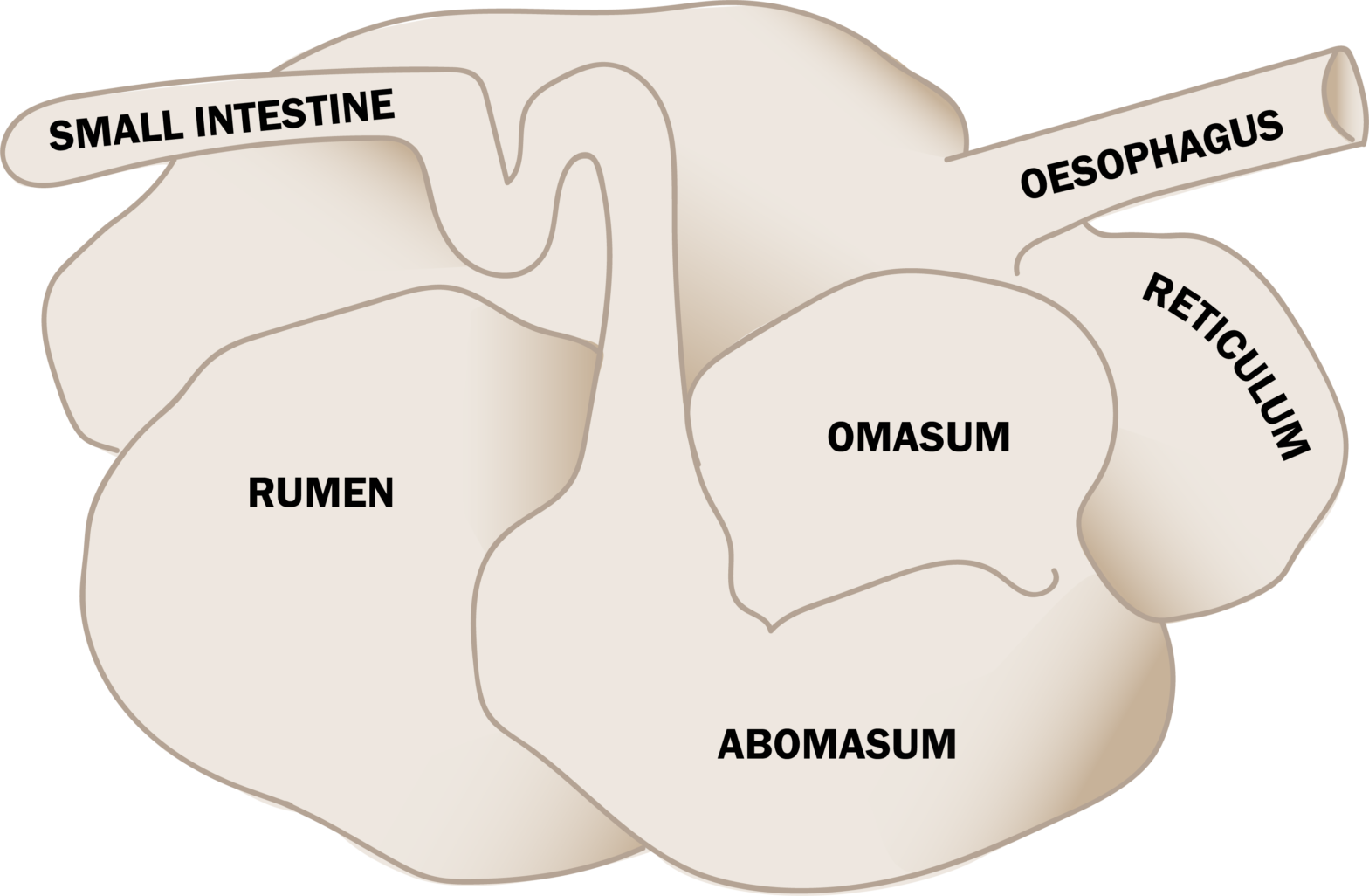 Basic Ruminant Anatomy - AgSolutions Basic Ruminant Anatomy - AgSolutions