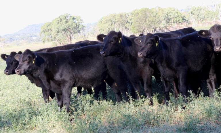 Bloat In Cattle And Sheep - AgSolutions