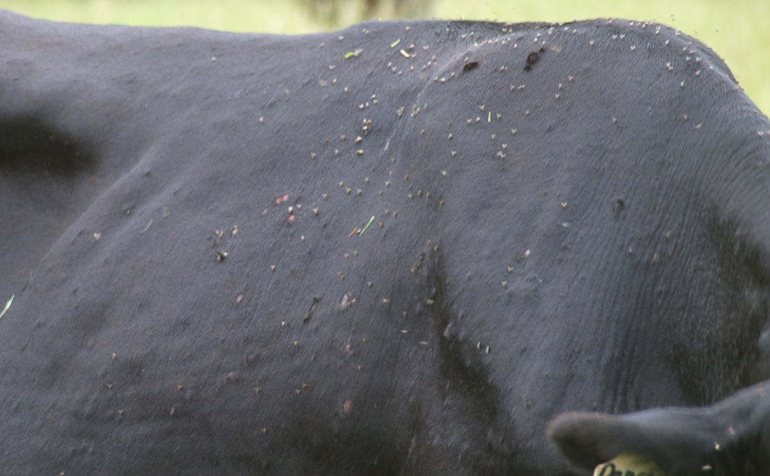 Succeed with Sulphur Supplementation - AgSolutions