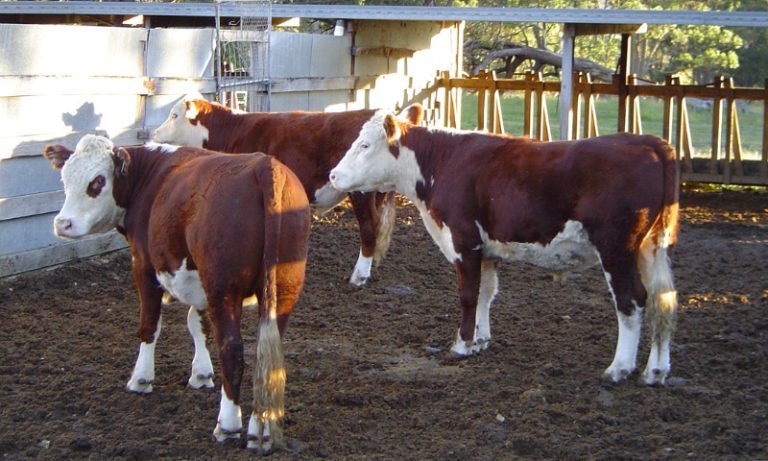 MegaMin Feedlot Trials - AgSolutions