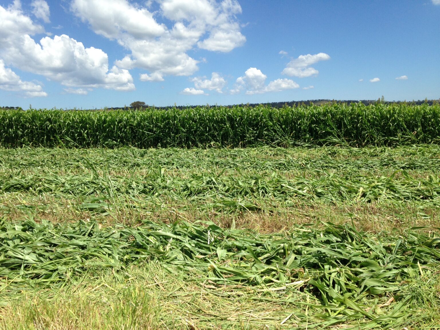 Succeed With Sulphur Supplementation - AgSolutions