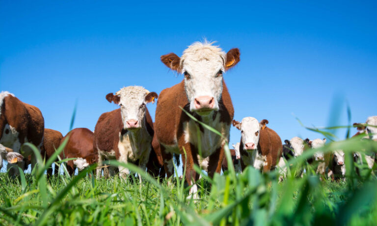 Getting More Bang For Your Buck Out Of Winter Forages - AgSolutions