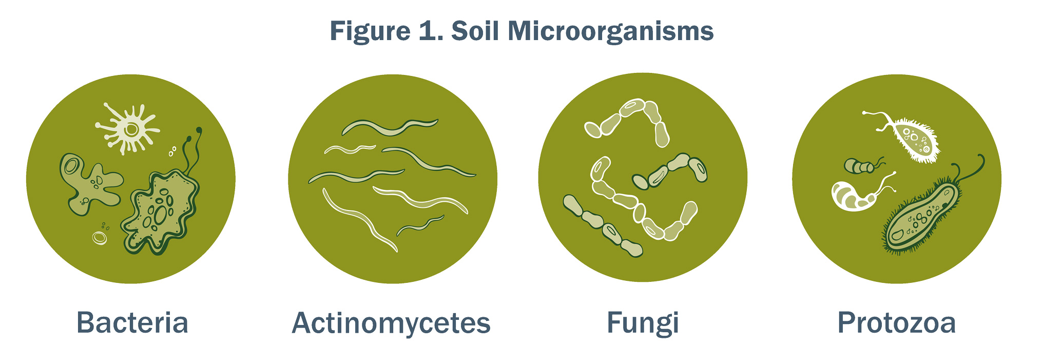 Soil Microbes For Sustainable Farming - AgSolutions