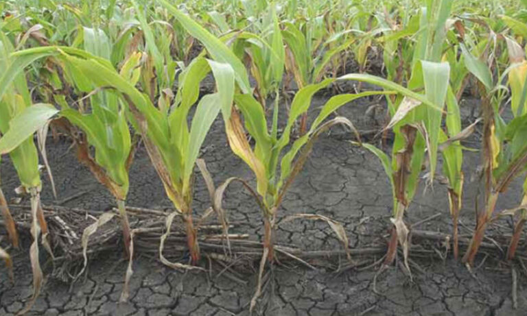 Understanding The Impacts Of Waterlogged Soils - AgSolutions