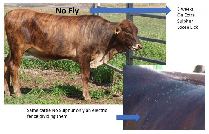 Succeed with Sulphur Supplementation - AgSolutions