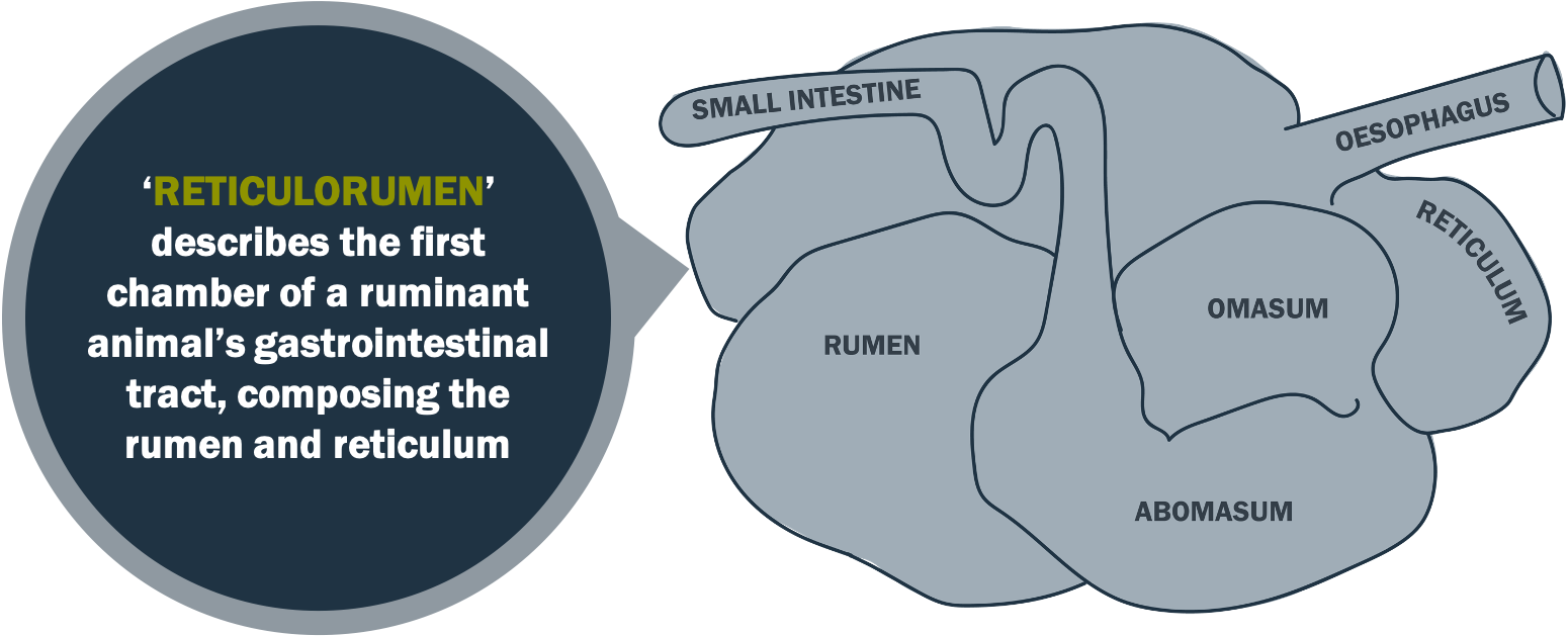 Mineral Of The Month: Magnesium - AgSolutions