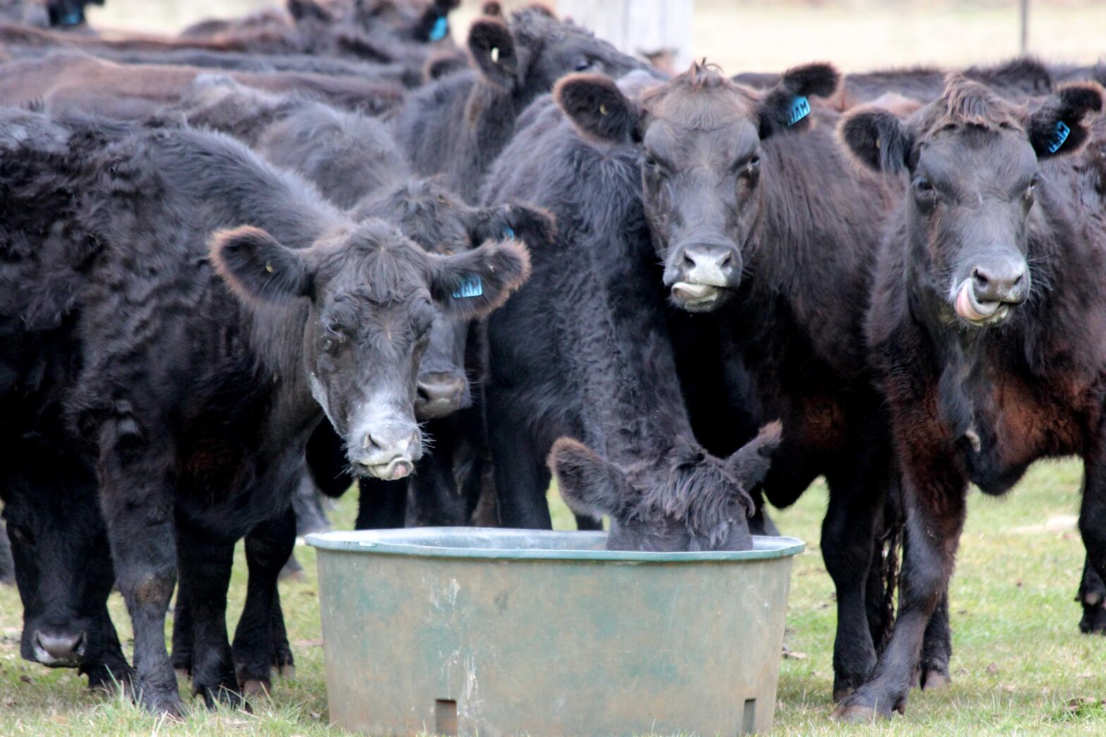 Arnold & Aaron Ham - AgSolutions