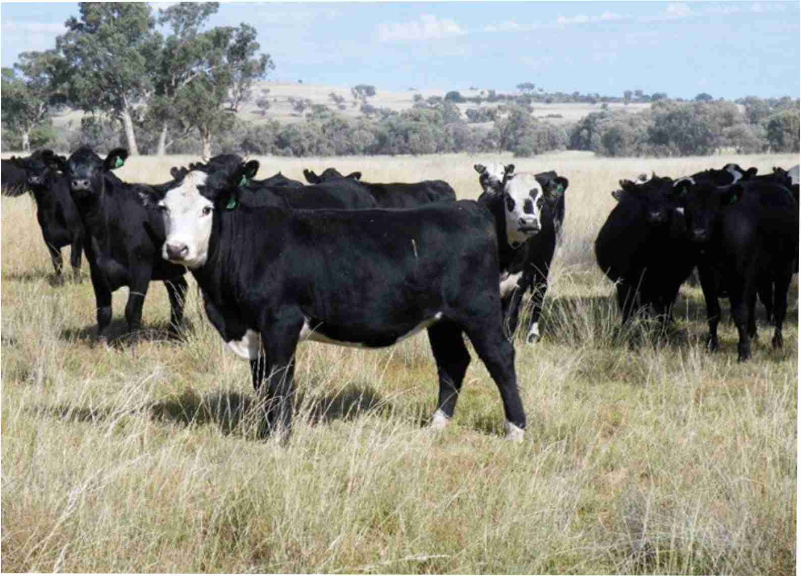 Matt & Mel Carter - AgSolutions