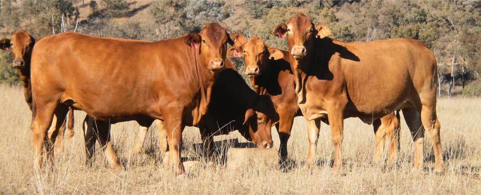 Soil Nutrition and Livestock Supplements | AgSolutions Australia