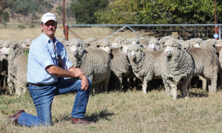 Sheep Archives - AgSolutions