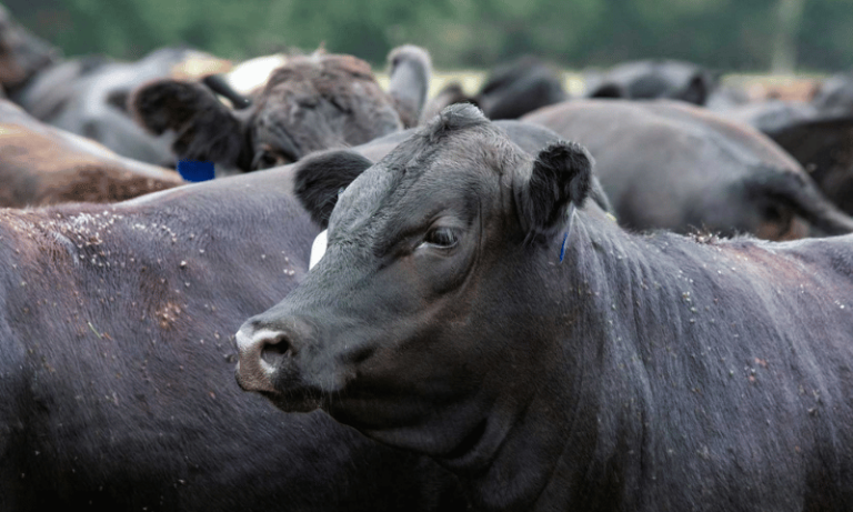 Buffalo Fly/Parasites - AgSolutions