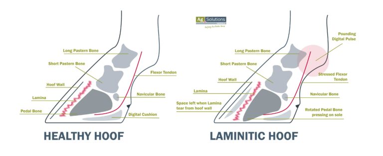 Laminitis & Founder in Horses - AgSolutions