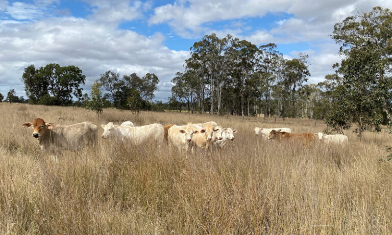 Grazing Management - AgSolutions Grazing Management - AgSolutions