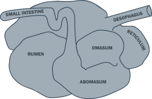 Basic Ruminant Anatomy - AgSolutions