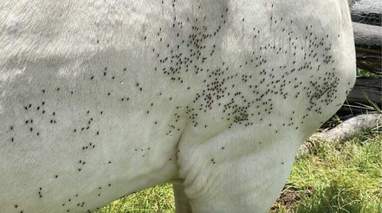 Buffalo Fly Management - AgSolutions